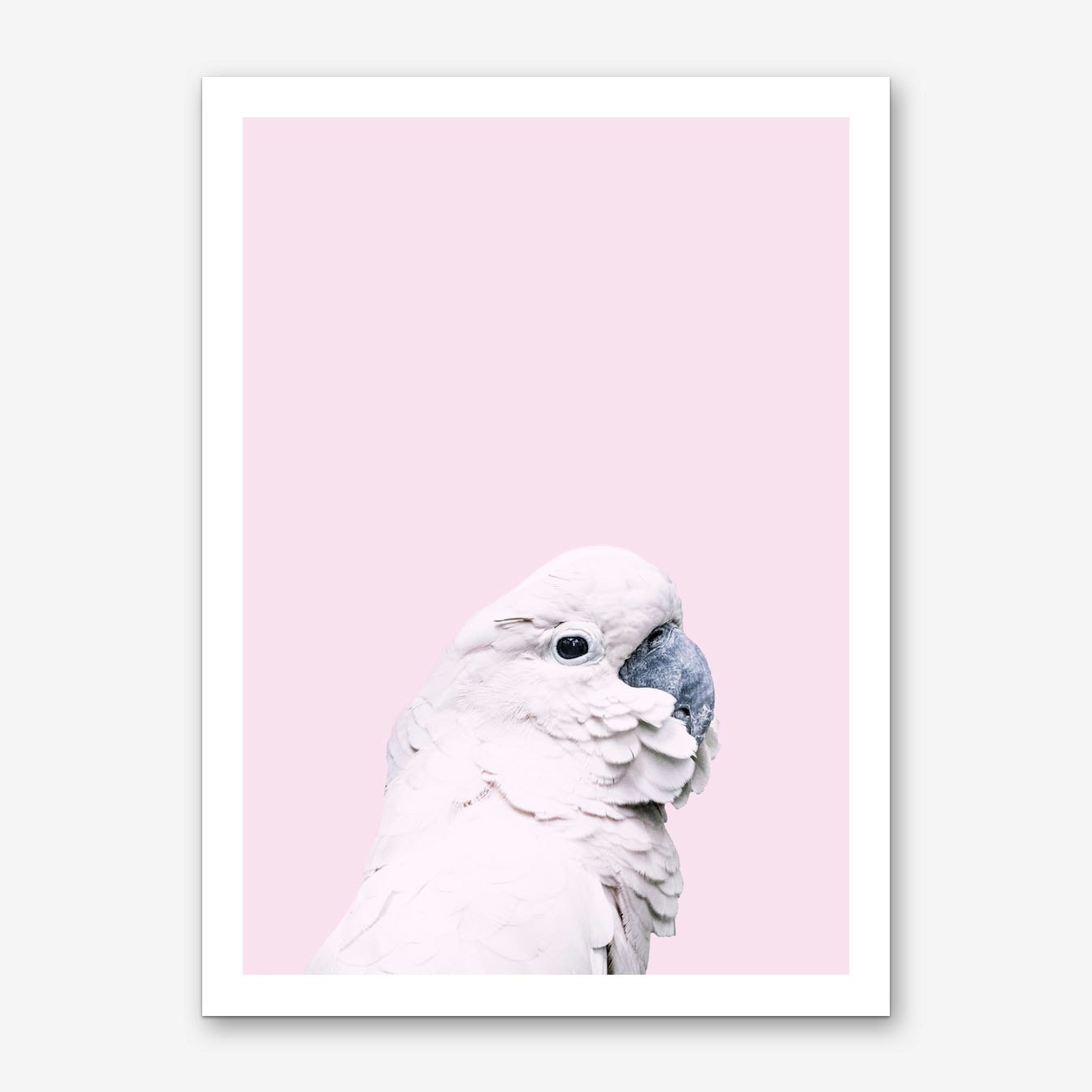 Pink Cockatoo Art Print By Victoria Frost Fy